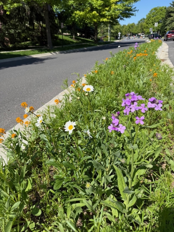 More Than a Median: The Quiet Power of Pollinator Gardens - McFall and ...